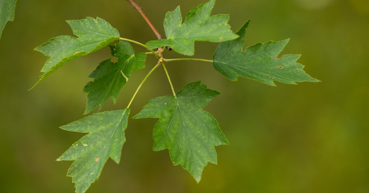 Elsbeere | Stadt Koblenz